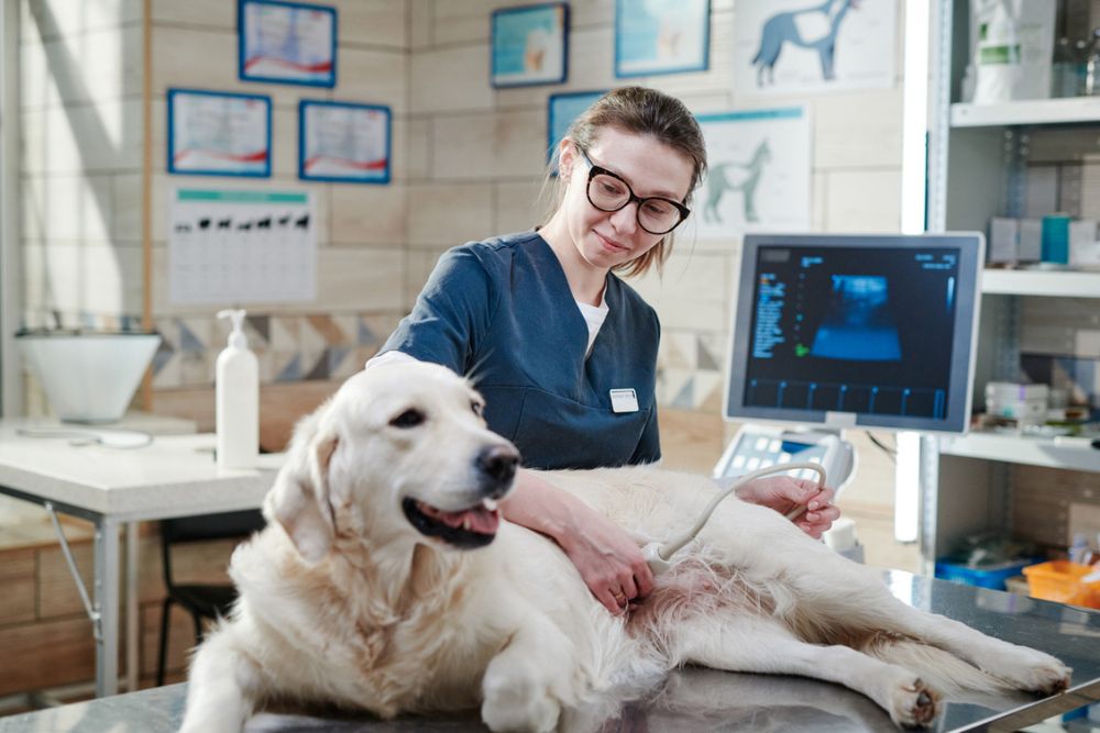 Workers' Comp Code for Veterinary: A Complete Guide